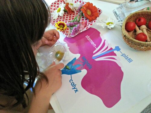 Montessori Nature - Educational Printables