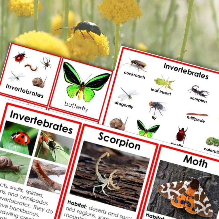 Insects and Other Invertebrates 3-Part Cards Information - Montessori ...