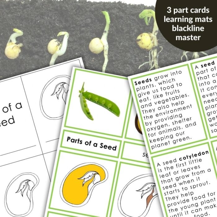 Parts of the Seed Printable Nature Curriculum in Cards