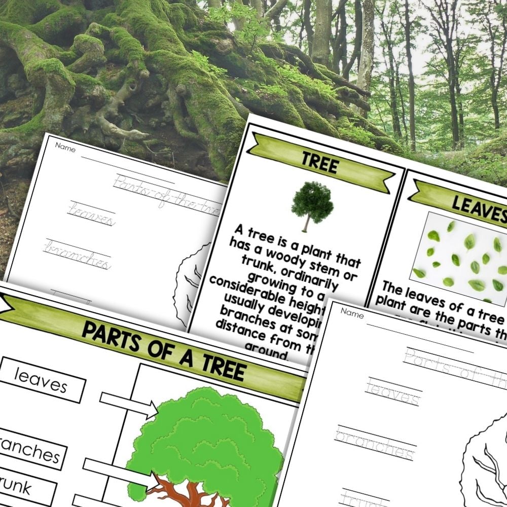 Parts of the Tree Printable - Nature Curriculum in Cards