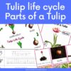 Free Printable - Tulip Life Cycle and Parts of a Tulip - Montessori Nature