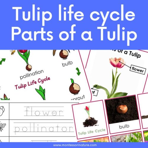 Free Printable - Tulip Life Cycle and Parts of a Tulip - Montessori Nature