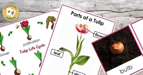 Free Printable - Tulip Life Cycle and Parts of a Tulip - Montessori Nature