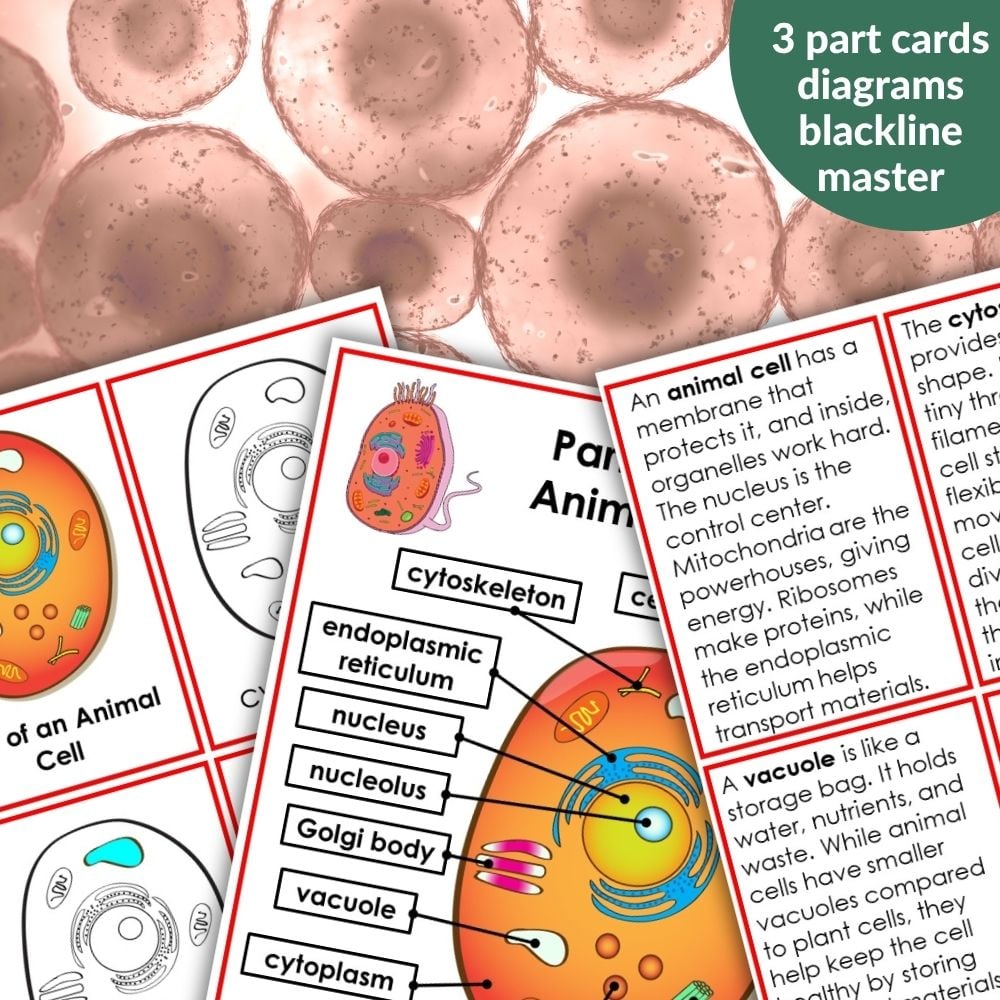 Category: Cosmic Curriculum - Montessori Nature