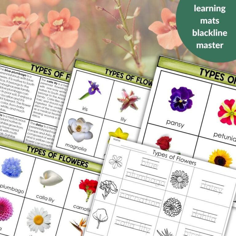 Types of Flowers 3 Part Cards Coloring Sheets Student Book Facts